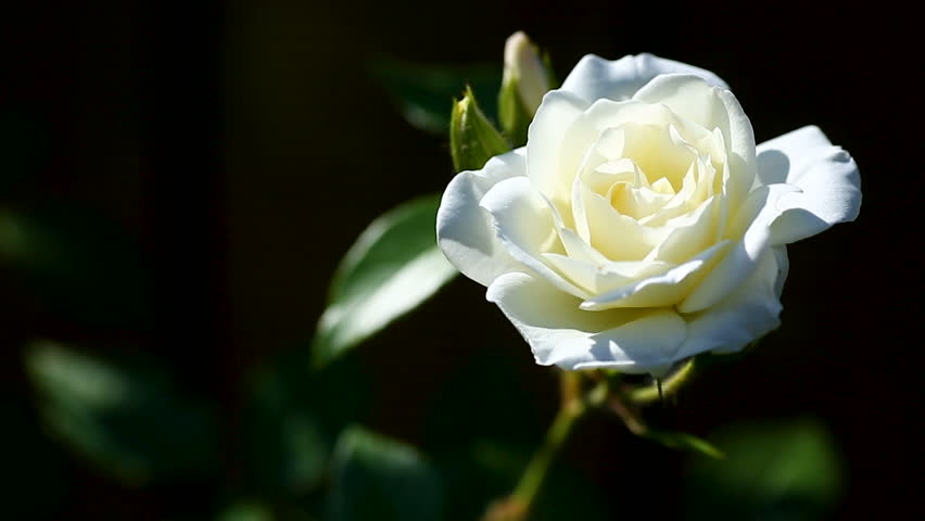 Beautiful White Blooming Roses in Stock Footage Video (100% Royalty ...