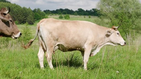 Live Beef Milk Production Stock Footage Video (100% Royalty-free ...