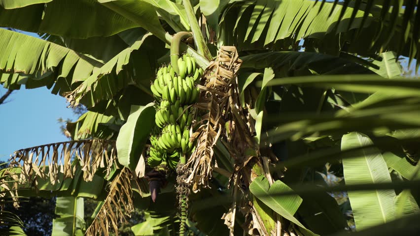 bundles bananas growing on green tree Stock Footage Video (100% Royalty ...
