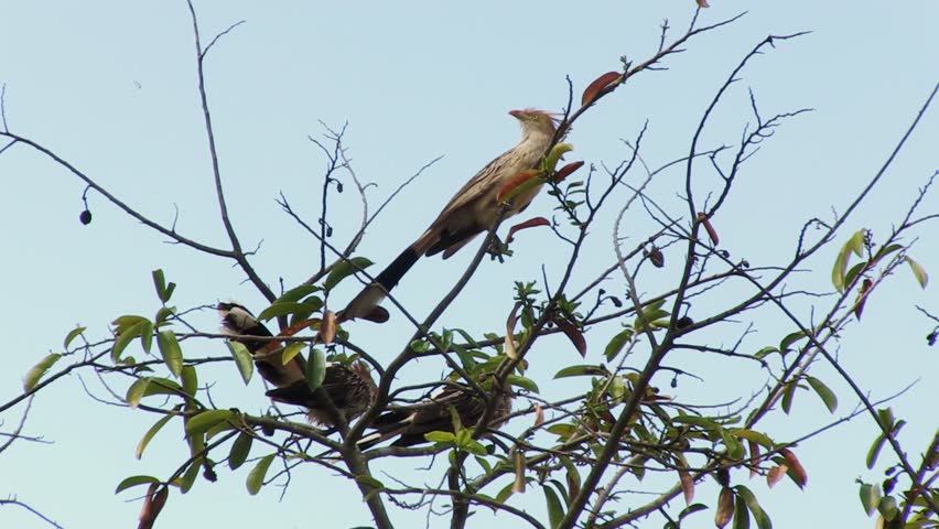 Gato Rabo Stock Video Footage - 4K and HD Video Clips | Shutterstock