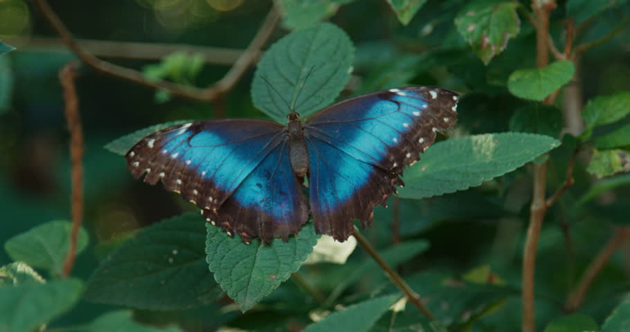 Beautiful Big Blue Butterfly in 스톡 동영상 비디오(100% 로열티 프리) 1012368356 ...