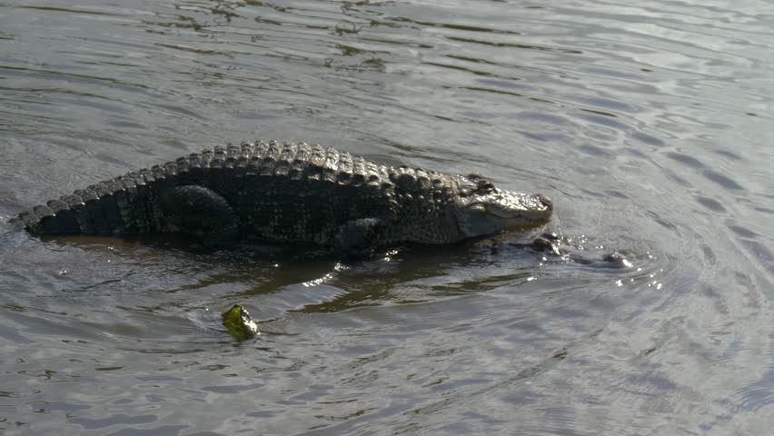 alligators male female during mating period Stock Footage Video (100% ...