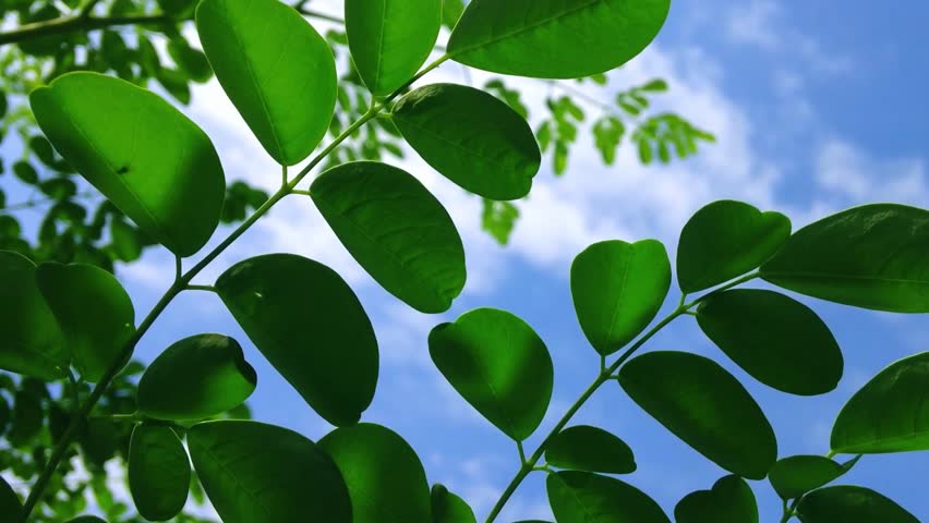 Tripinnate leaves Stock Video Footage - 4K and HD Video Clips ...