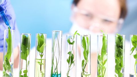 Scientist Work Plant Test Tubes Laboratory Stock Footage Video (100% ...