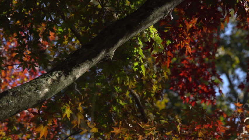 leaves flutter beautiful fall colors Stock Footage Video (100% Royalty ...