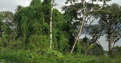 Cinnamomum Tamala Tree Garden Stock Photo 1452000551 | Shutterstock
