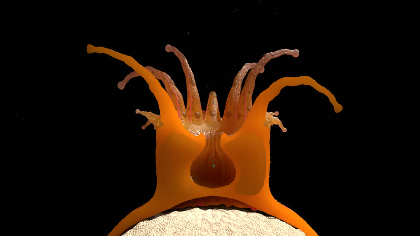 animation coral polyps anatomy biology alpha Stock Footage Video (100% ...