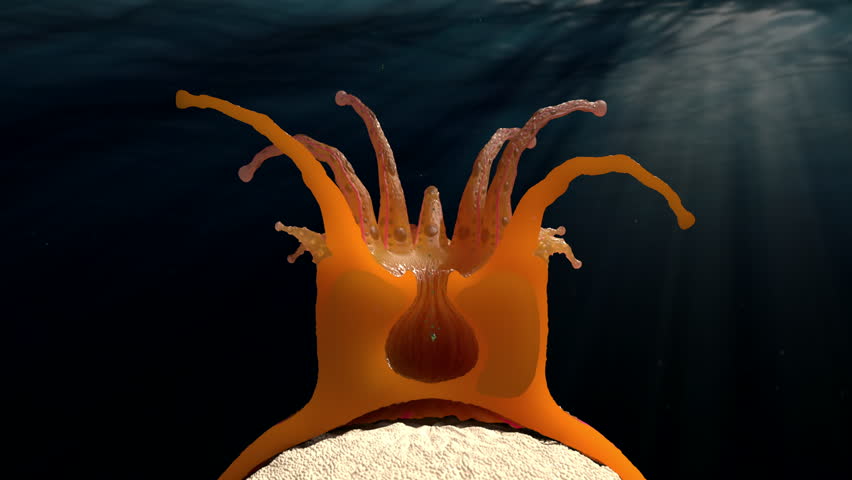 Animation of Coral Polyps Anatomy Stock Footage Video (100% Royalty ...