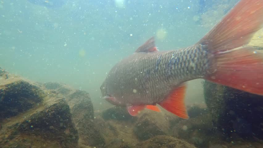 european chub squalius cephalus underwater Stock Footage Video (100% ...
