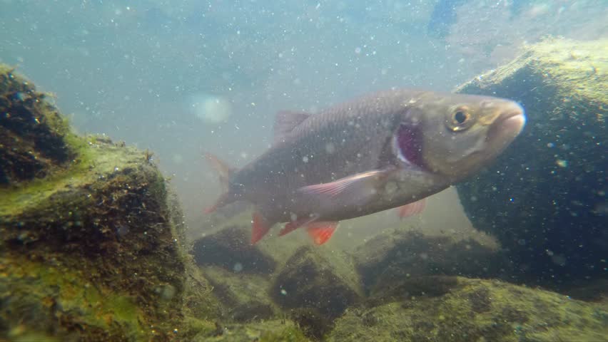 European Chub - Squalius cephalus image - Free stock photo - Public ...