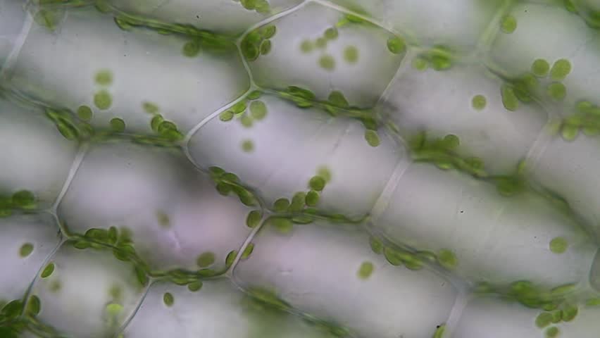 Cytoplasmic Streaming