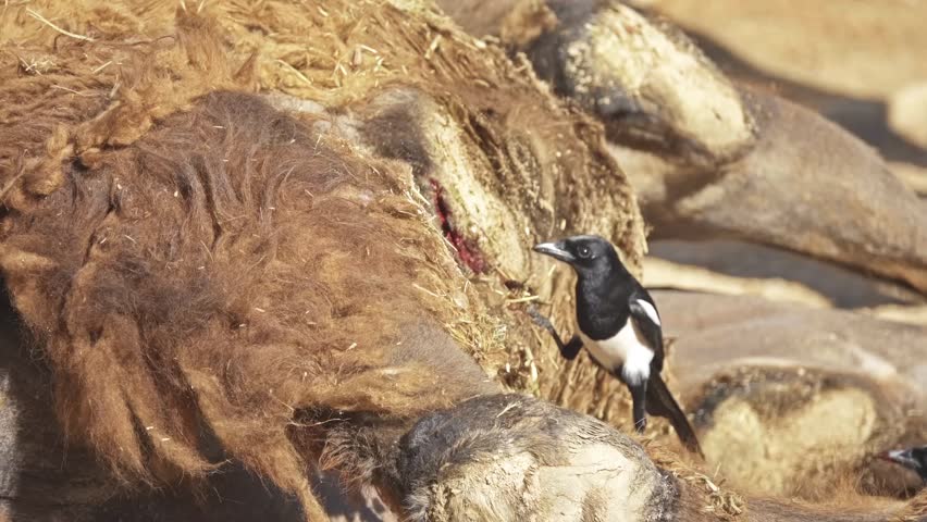 eurasian magpies peck meat off belly Stock Footage Video (100% Royalty ...