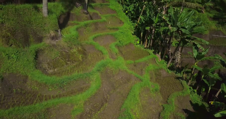 hillside rice farming world's most beautiful Stock Footage Video (100% ...