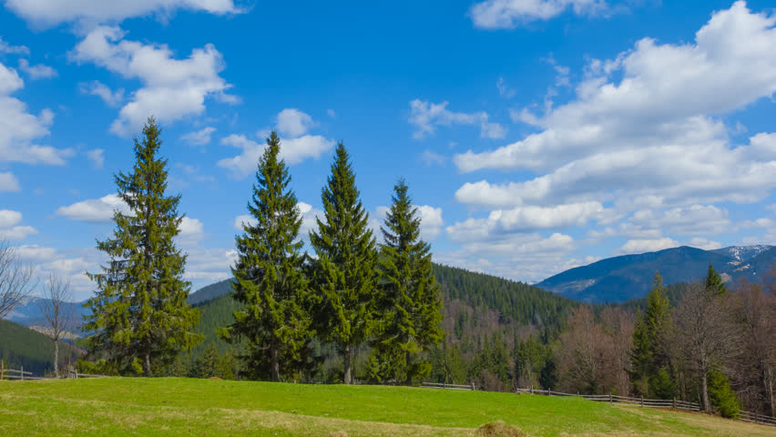 mountain pine tree forest Stock Footage Video (100% Royalty-free ...