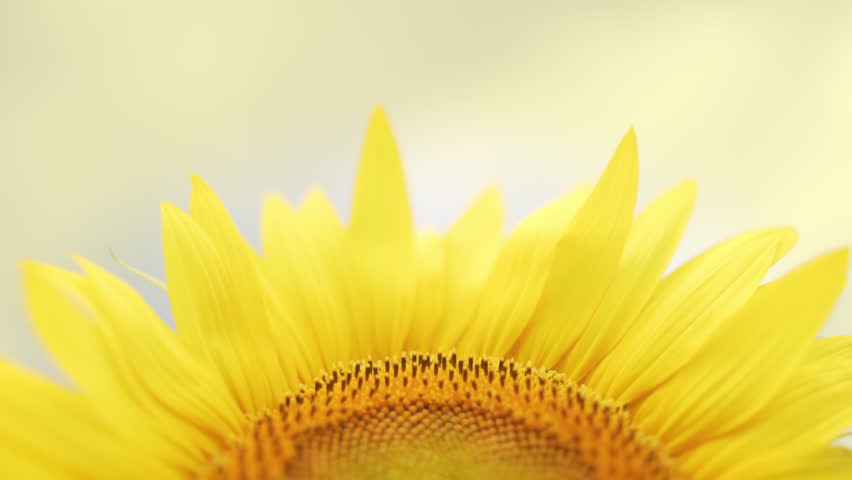 Half of Sunflower as the Stock Footage Video (100% Royalty-free ...