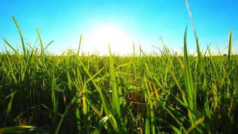 moving grass full hd 3d Stock Footage Video (100% Royalty-free) 538072 ...