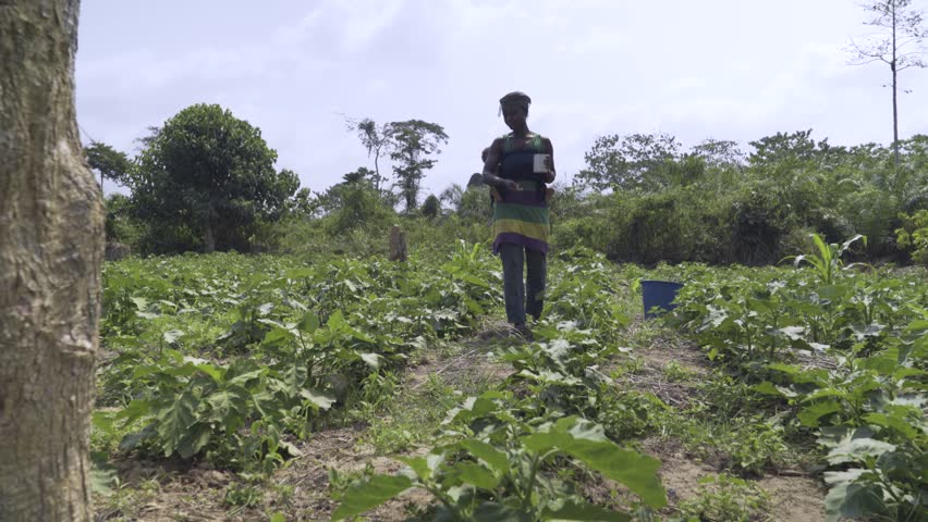 nkawkaw ghana - 03 11 2018 Stock Footage Video (100% Royalty-free ...