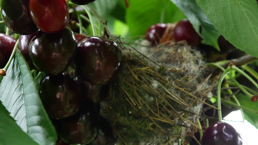 Birds Nest in a Cherry Stock Footage Video (100% Royalty-free ...