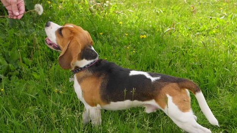 Beagle Dog Smell Dandelion Field Flower Stock Footage Video (100% ...
