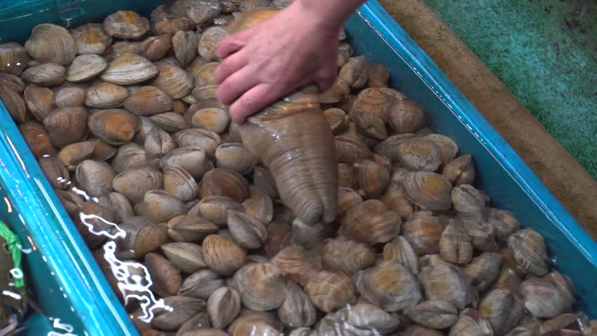 3 Elephant trunk clam Stock Video Footage - 4K and HD Video Clips ...