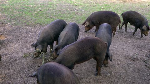 hippopotamus walking view behind his bottom Stock Footage Video (100% ...