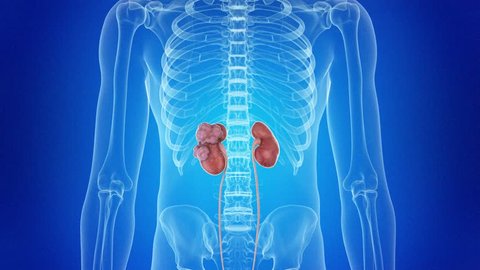 Medical 3d Animation Kidney Cancer Stock Footage Video (100% Royalty ...