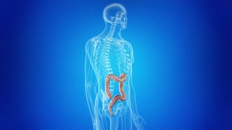 Medical 3d Animation Human Colon Stock Footage Video (100% Royalty-free ...