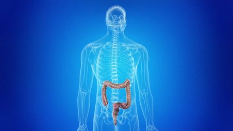 Medical 3d Animation Human Colon Stock Footage Video (100% Royalty-free ...