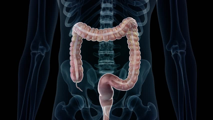 medical 3d animation human colon Stock Footage Video (100% Royalty-free ...
