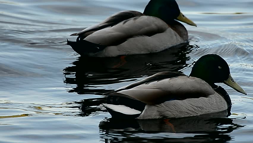 Duck Family Closeup, Smooth Water Stock Footage Video (100% Royalty ...