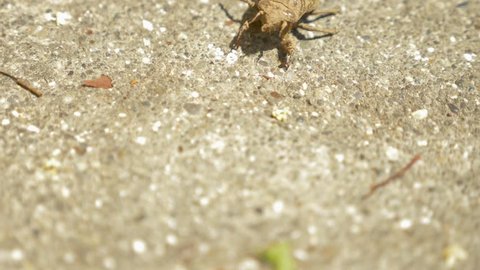 4k Closeup Cicada Larva Crawling Along Stock Footage Video (100% ...