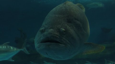 Big Fish Swimming Deep Water Stock Footage Video (100% Royalty-free ...