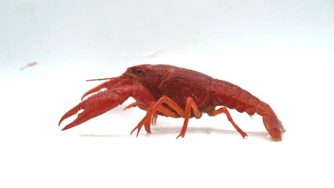 Bird Painting Red Cardinal Male Watercolor Stock Illustration ...