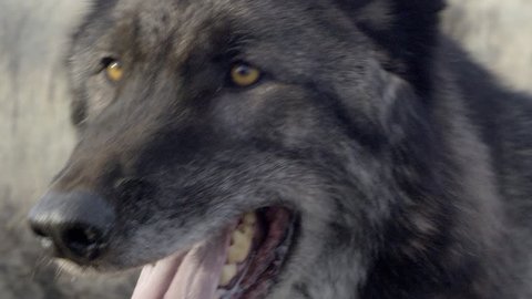 Black Trained Wolf Moving Wilderness Close Stock Footage Video (100% ...