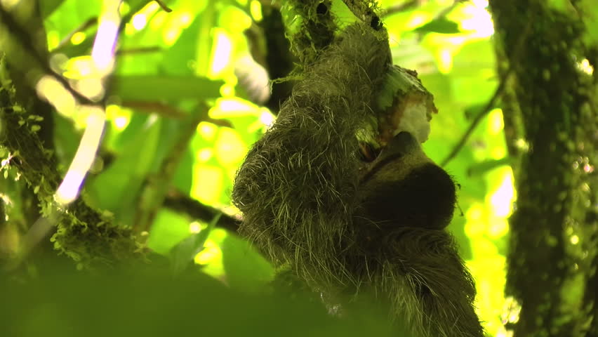 Three-toed Sloths Eating Cocoa On Stock Footage Video (100% Royalty ...