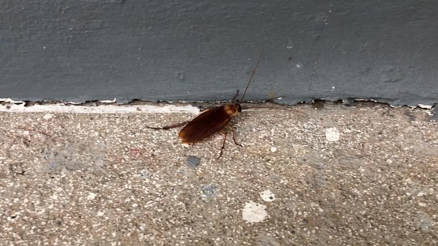 Cockroaches On the Floor, Cockroaches. Stok Videosu (%100 Telifsiz ...
