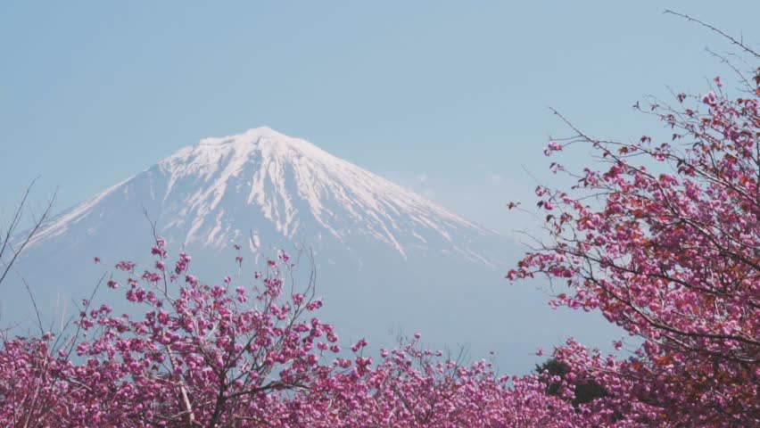 Mount Fuji and Sakura in Stock Footage Video (100% Royalty-free ...