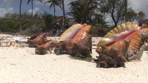 Stock Video Portfolio by Esther Jones | Shutterstock