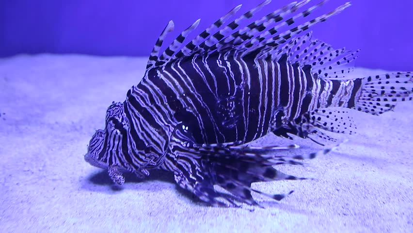 zebra fish exotic striped lionfish saltwater Stock Footage Video (100% ...