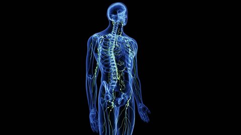 Lymph nodes Stock Video Footage - 4K and HD Video Clips | Shutterstock