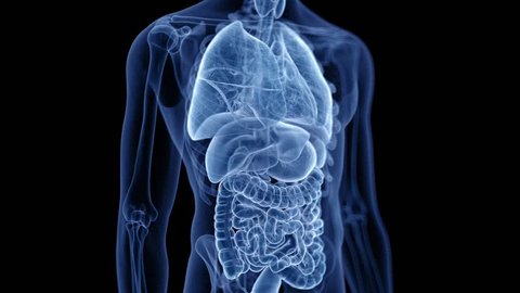 Medically Accurate 3d Animation Human Gallbladder Stock Footage Video ...