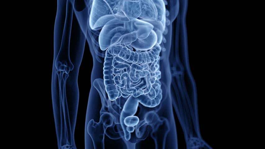 medically accurate 3d animation human colon Stock Footage Video (100% ...