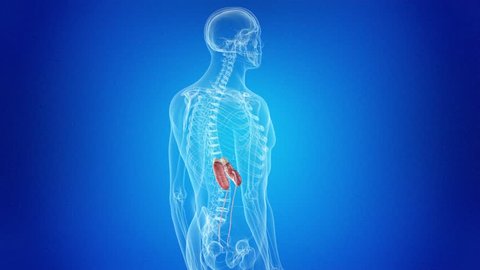 Medically Accurate 3d Animation Human Adrenal Stock Footage Video (100% ...