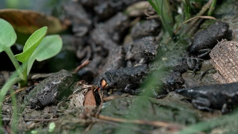 Praying Mantis Molting Skin Praying Mantis Stock Footage Video (100% ...