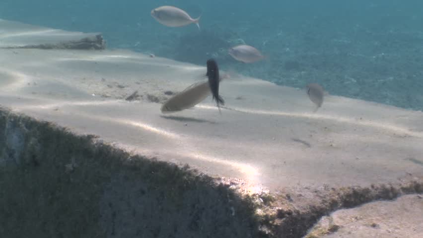 fish eating algae on rocks underwater Stock Footage Video (100% Royalty ...