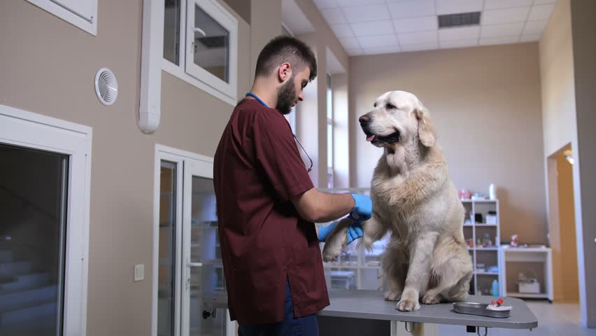 Dog Blood Draw Stock Video Footage - 4K and HD Video Clips | Shutterstock