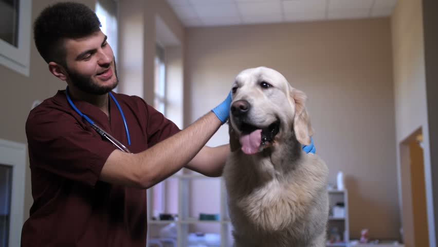Closeup Young Handsome Vet Specialist Stok Videosu (%100 Telifsiz ...