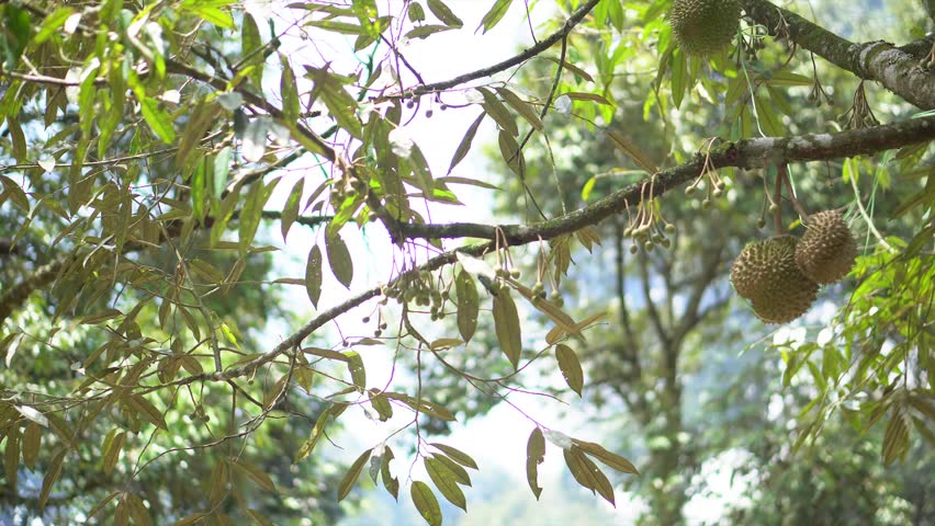 Durian Image Stock Video Footage - 4K and HD Video Clips | Shutterstock
