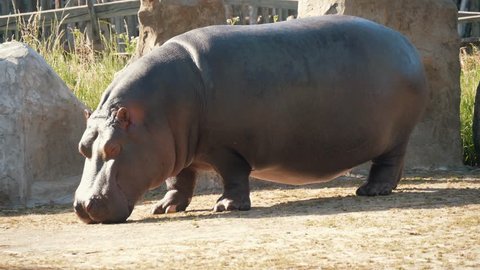 Thick Charming Hippo Zoo Summer Stock Footage Video (100% Royalty-free ...