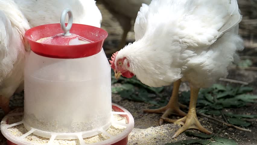 white chicken eating chickens feed front Stock Footage Video (100% ...